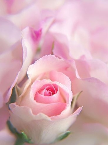 A Touch of Southern Grace : Roses Are Red, Violets Are Blue