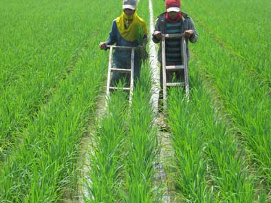 Epicentrum: Budidaya Padi dengan Metode SRI: System of Rice ...