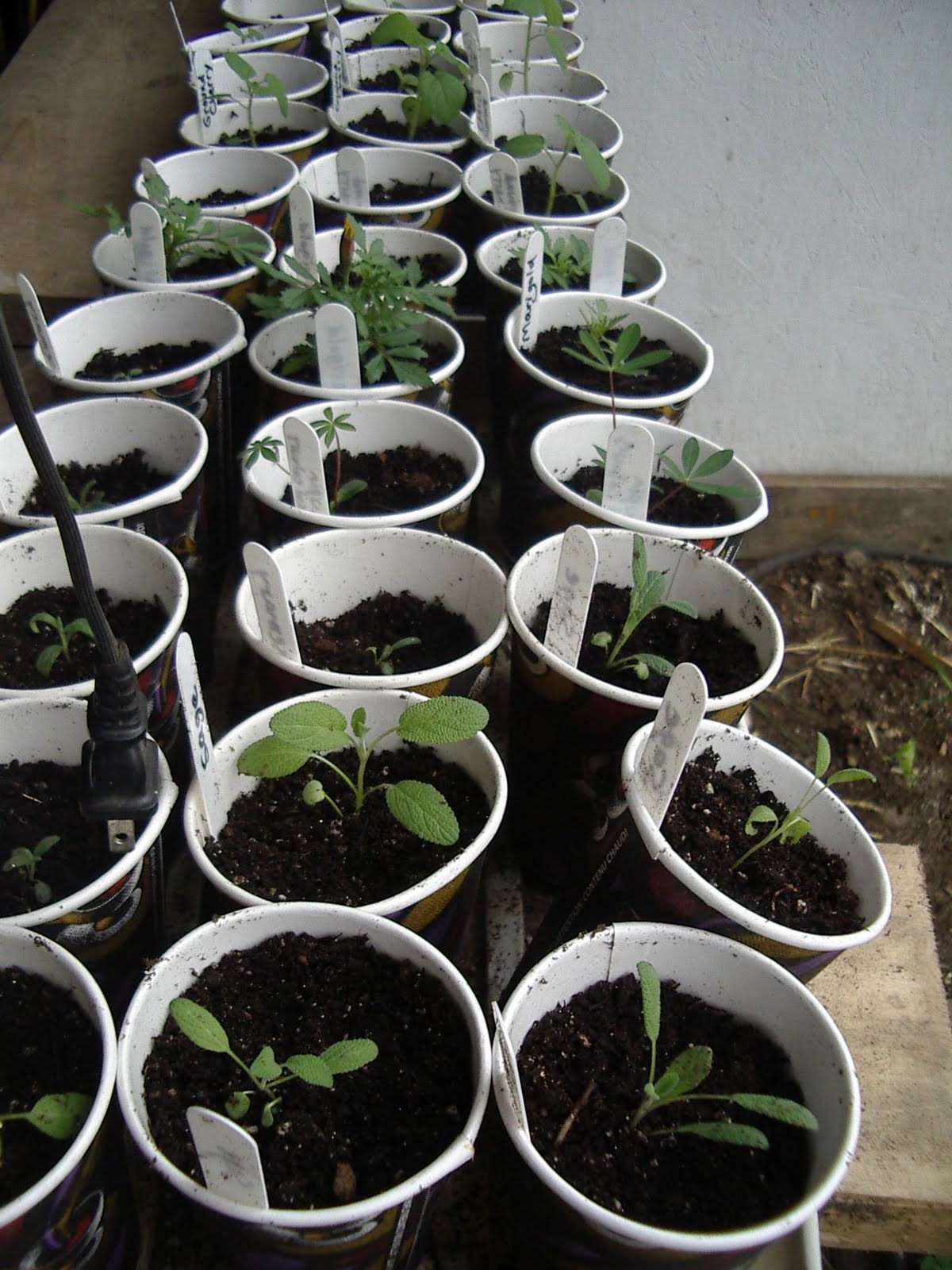 Little City Farm: Annoucing - Annual Seedling Sale at Little City Farm ...