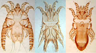 Don Perico: ACAROS DE LAS PLUMAS / ACARO ROJO