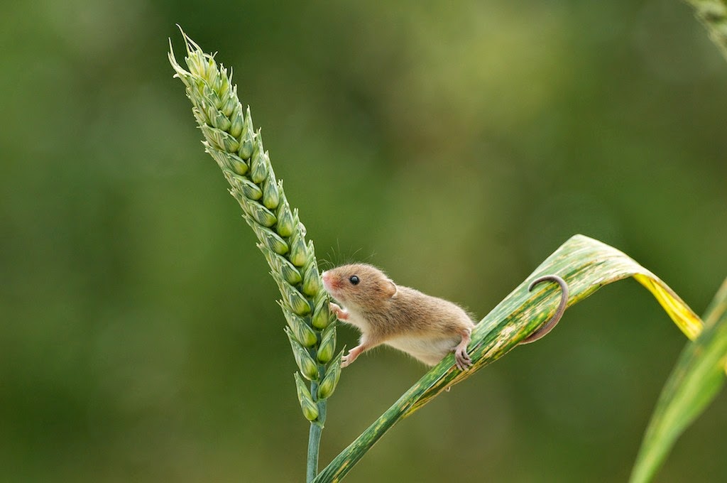 Matt's Photos: Harvest Mice