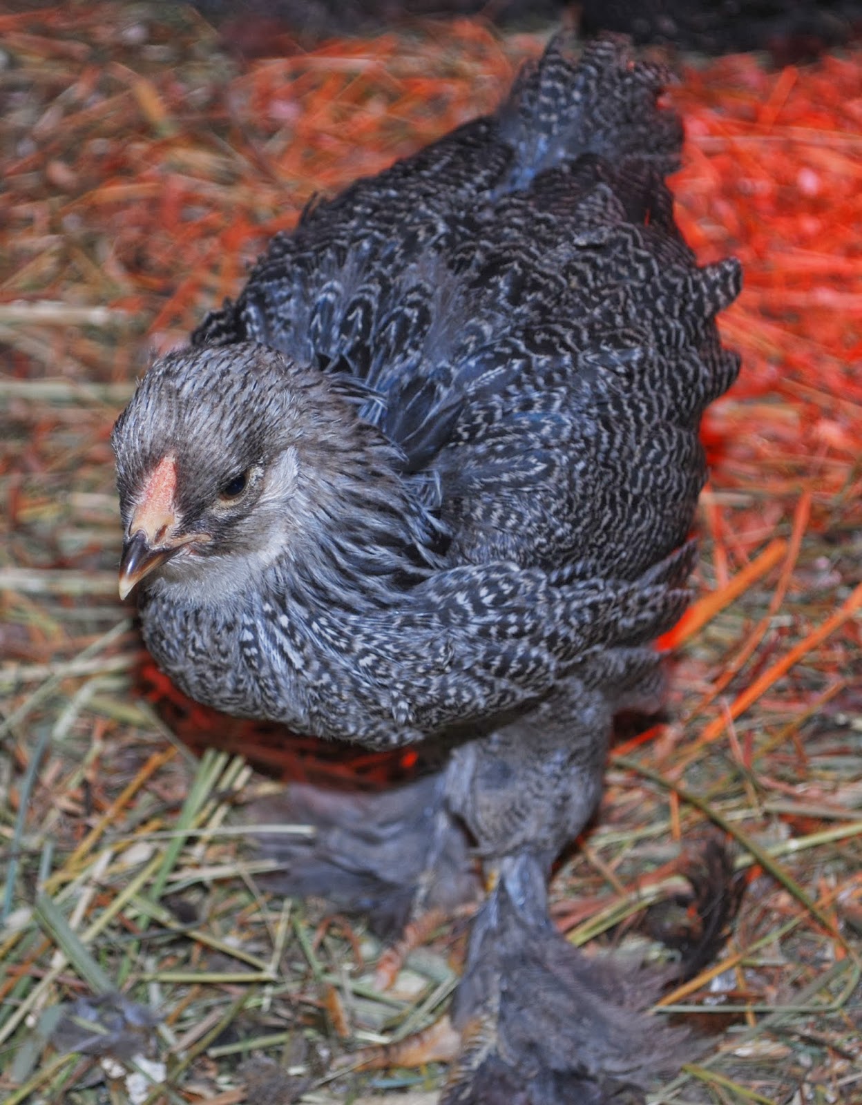 Ferme du Sault: Brahma perdrix maillé argenté - Standard Brahma