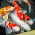Panduan Memilih Ikan Koi ~ Anjung Laman