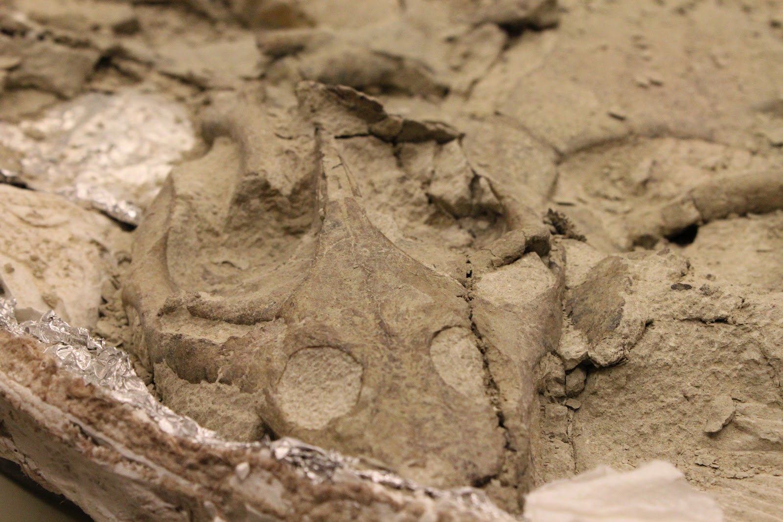 Burke Blog: Unearthing a Fossil: Giant Turtle Edition