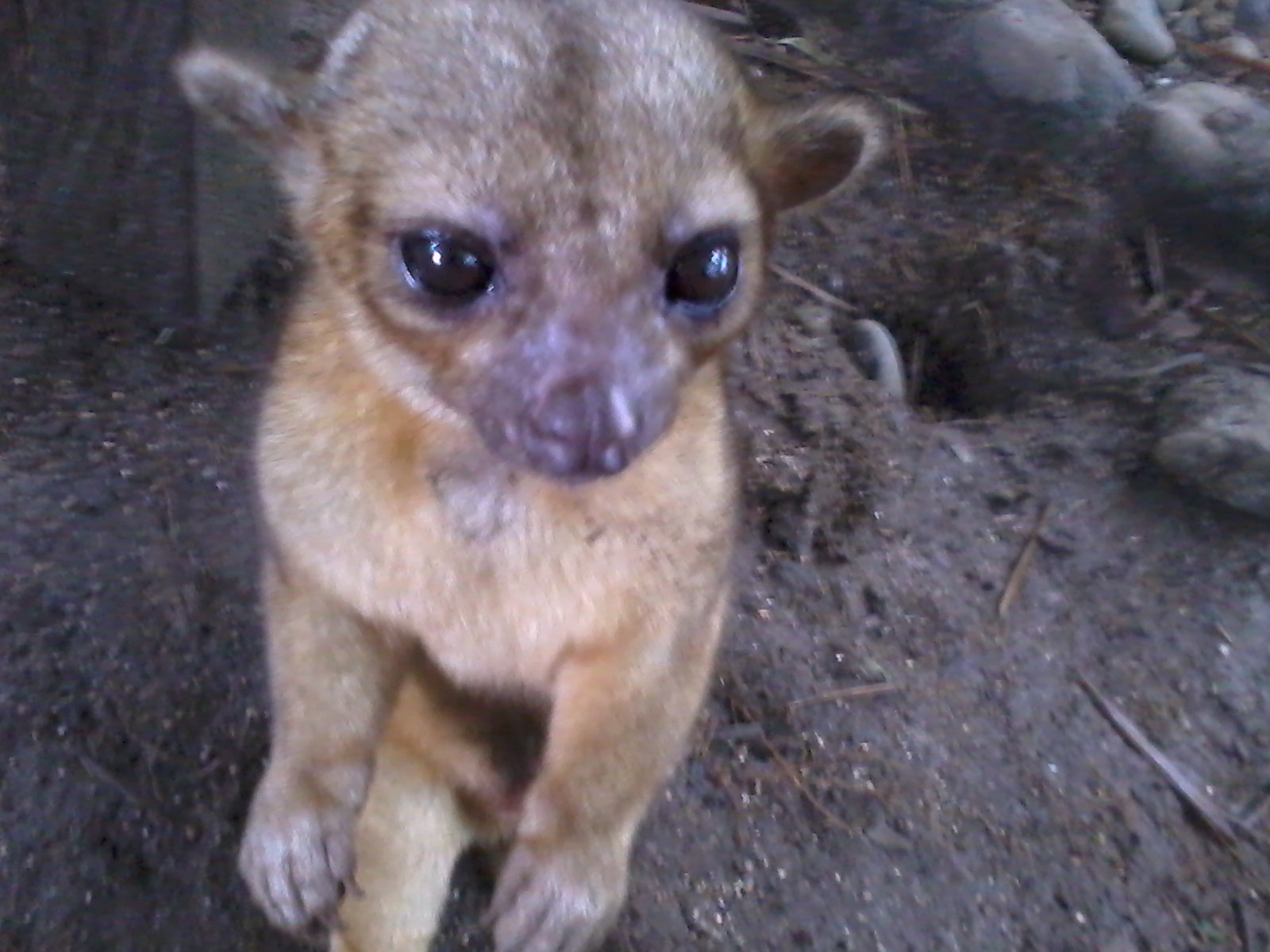 Albergue de vida silvestre el Arca : EL OLINGO