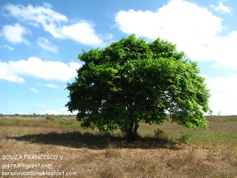 FAUNA E FLORA DO RN: Juazeiro(Sarcomphalus joazeiro); Flora do Rio ...