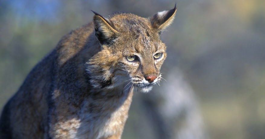 Bonga Totem - what they represent