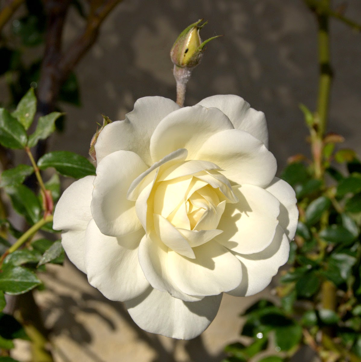 Organic Garden Dreams: February Roses