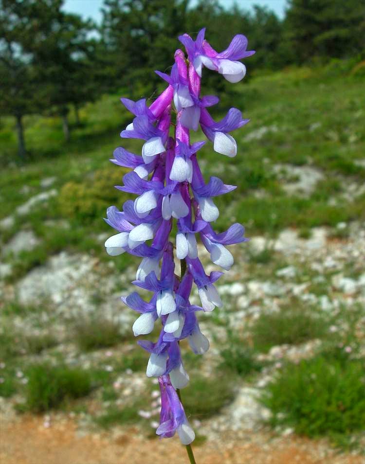 solitary dog sculptor: Botany - Botanica: Vicia - sp. Various - sp ...