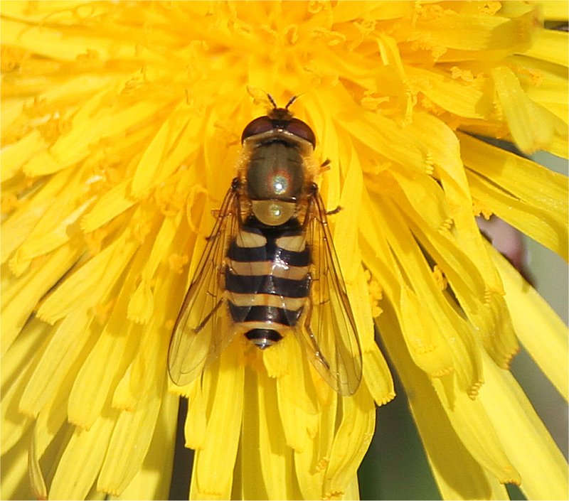 Murfs Wildlife : Hover-Fly