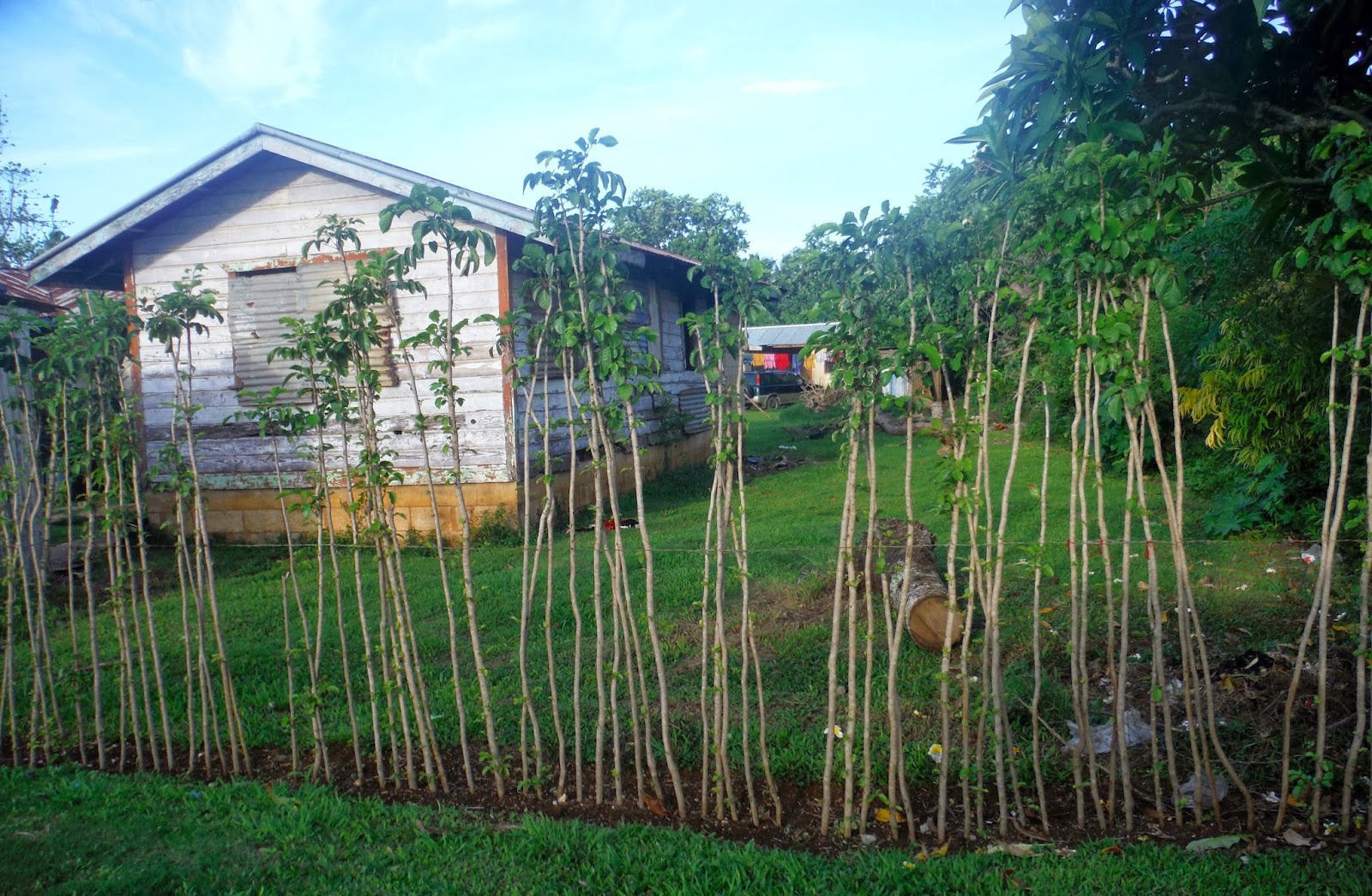 Testimonies from Tonga: TONGAN HOUSES