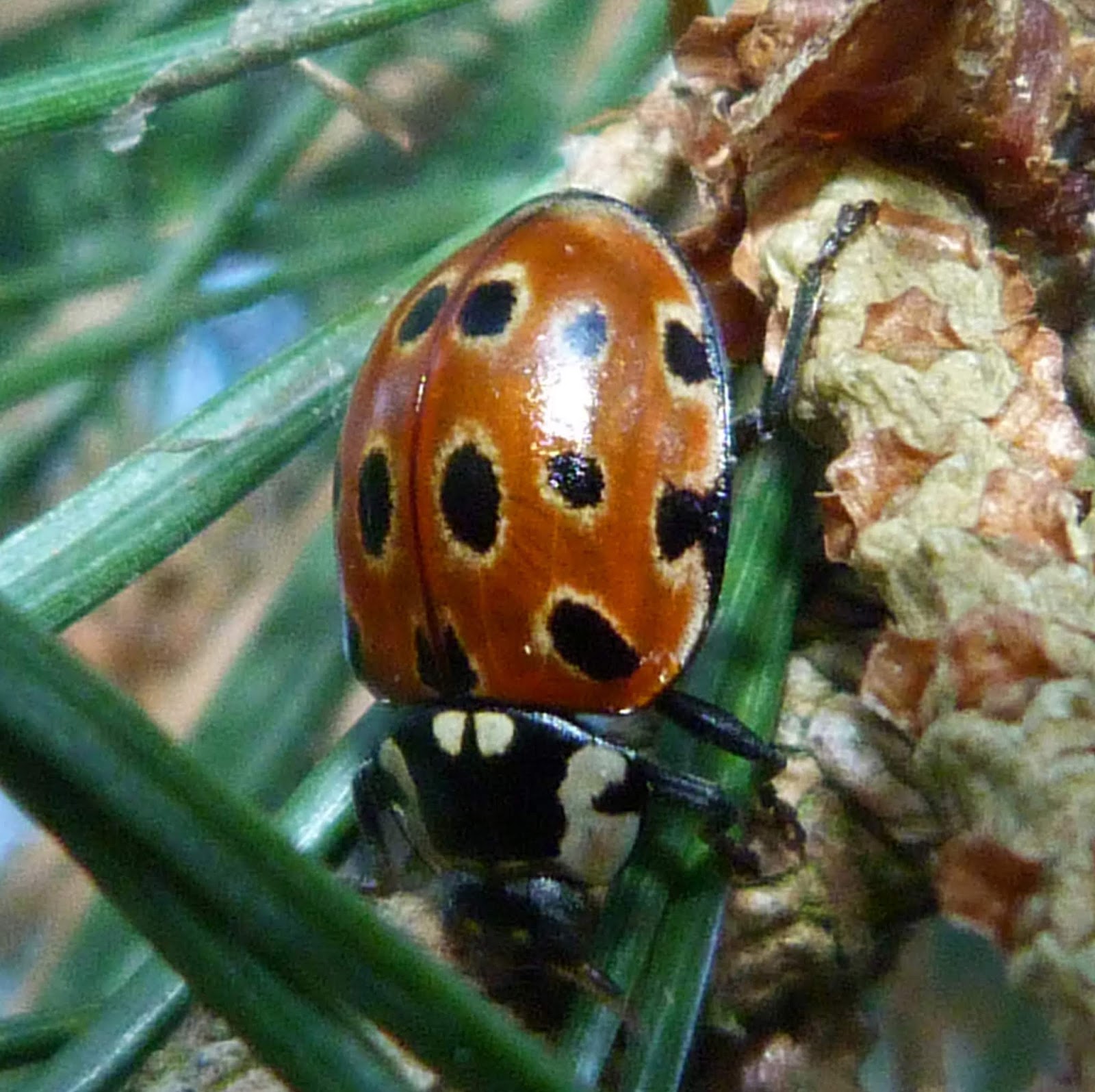 Insects of Scotland: Ladybirds