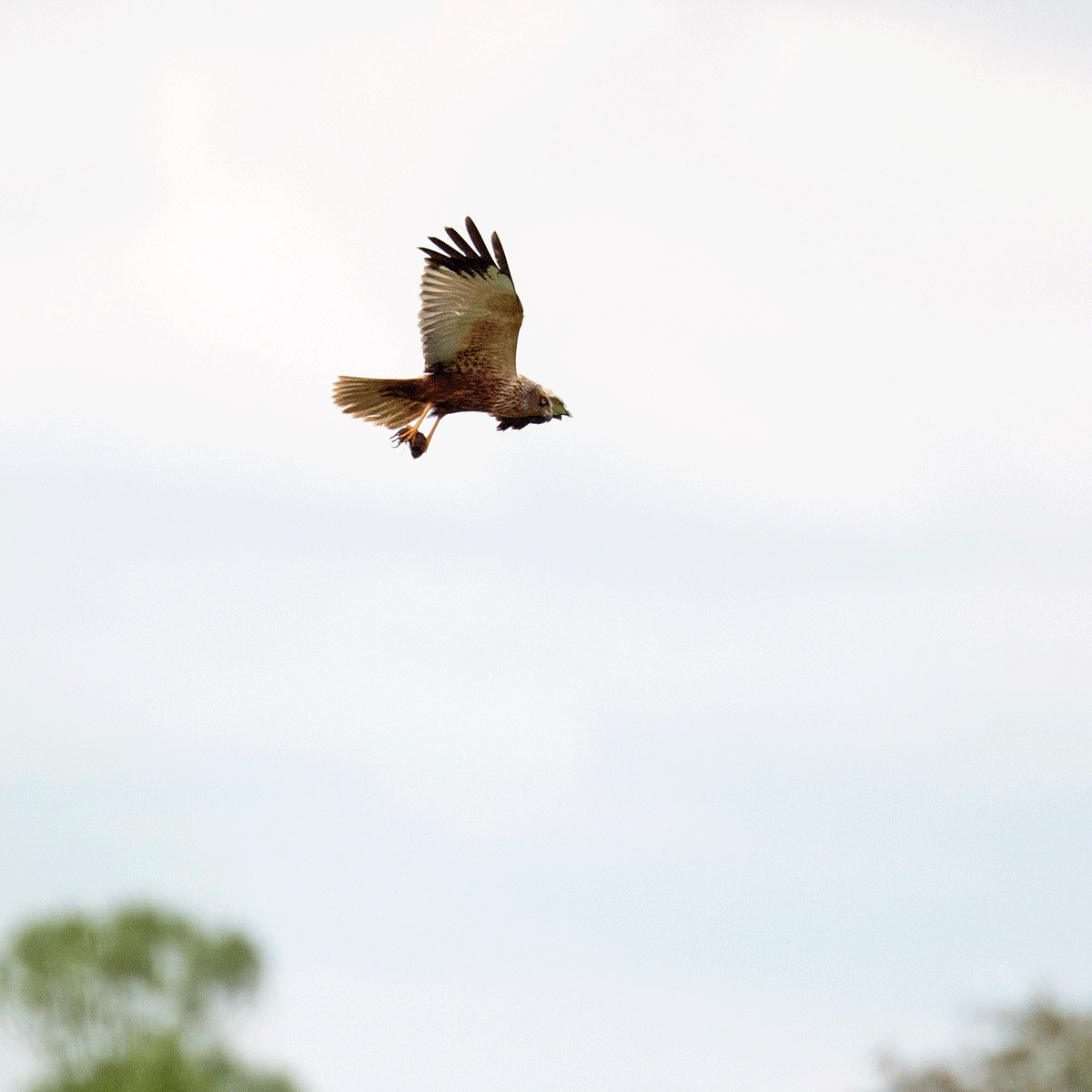 pewit: juv harrier catching field vole