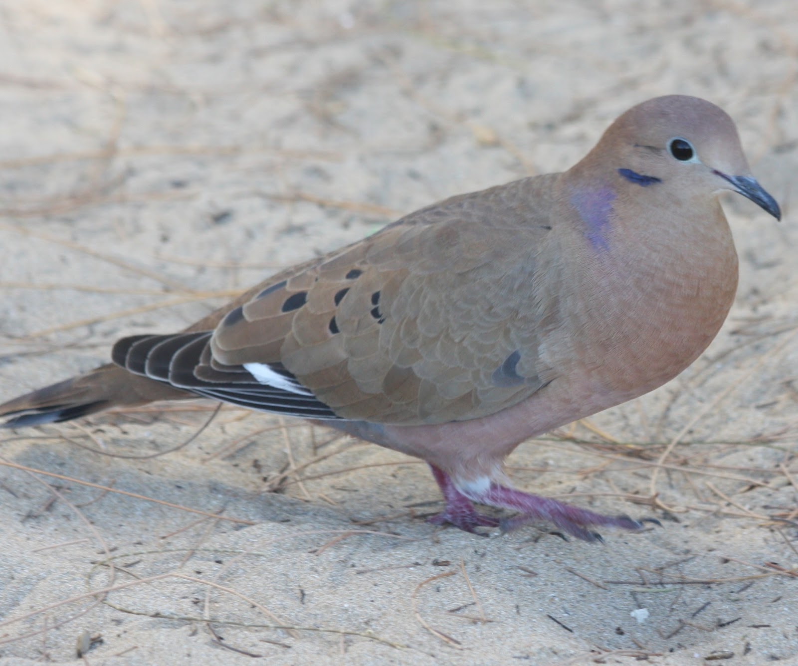 - ÁLULA -: PUERTO RICO