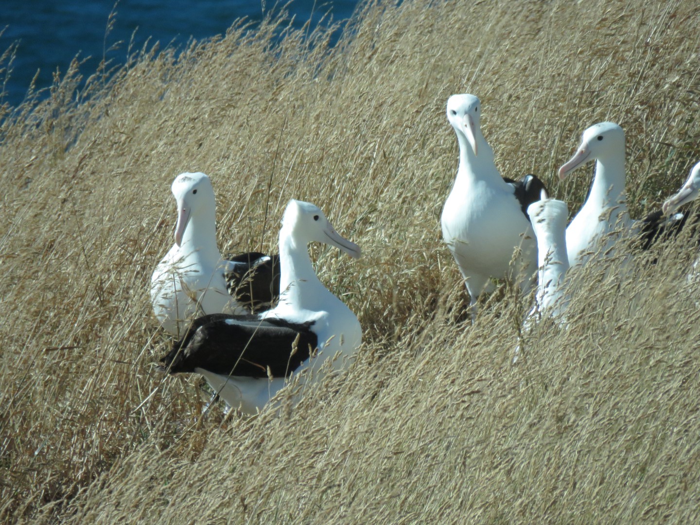 MV Gjoa: Royal Albatross Centre - Dunedin NZ