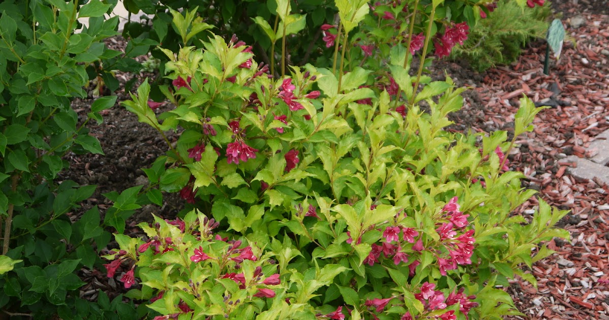 Weigela Ghost