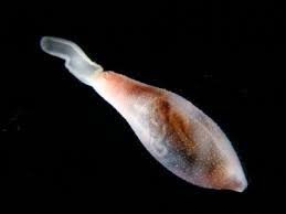 Fernanda López: Resumen de la clase (20-24,abril)