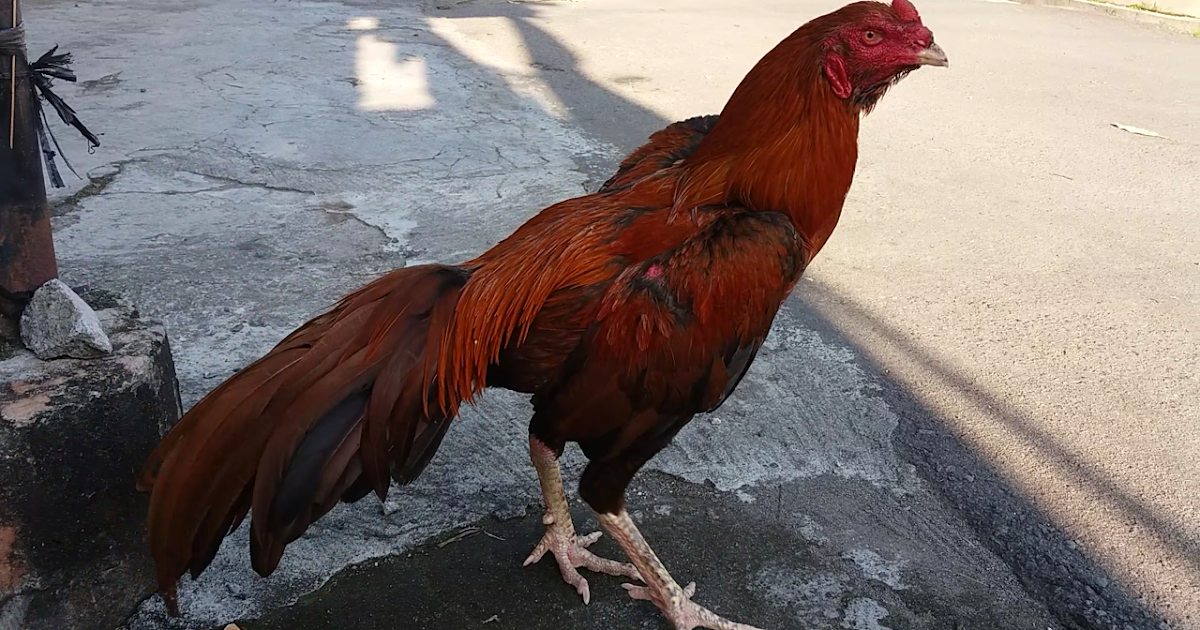 AYAM BANGKOK JAGO KONGKORONGOK: Boma vs Ayam Bangkok Jalak Tetangga