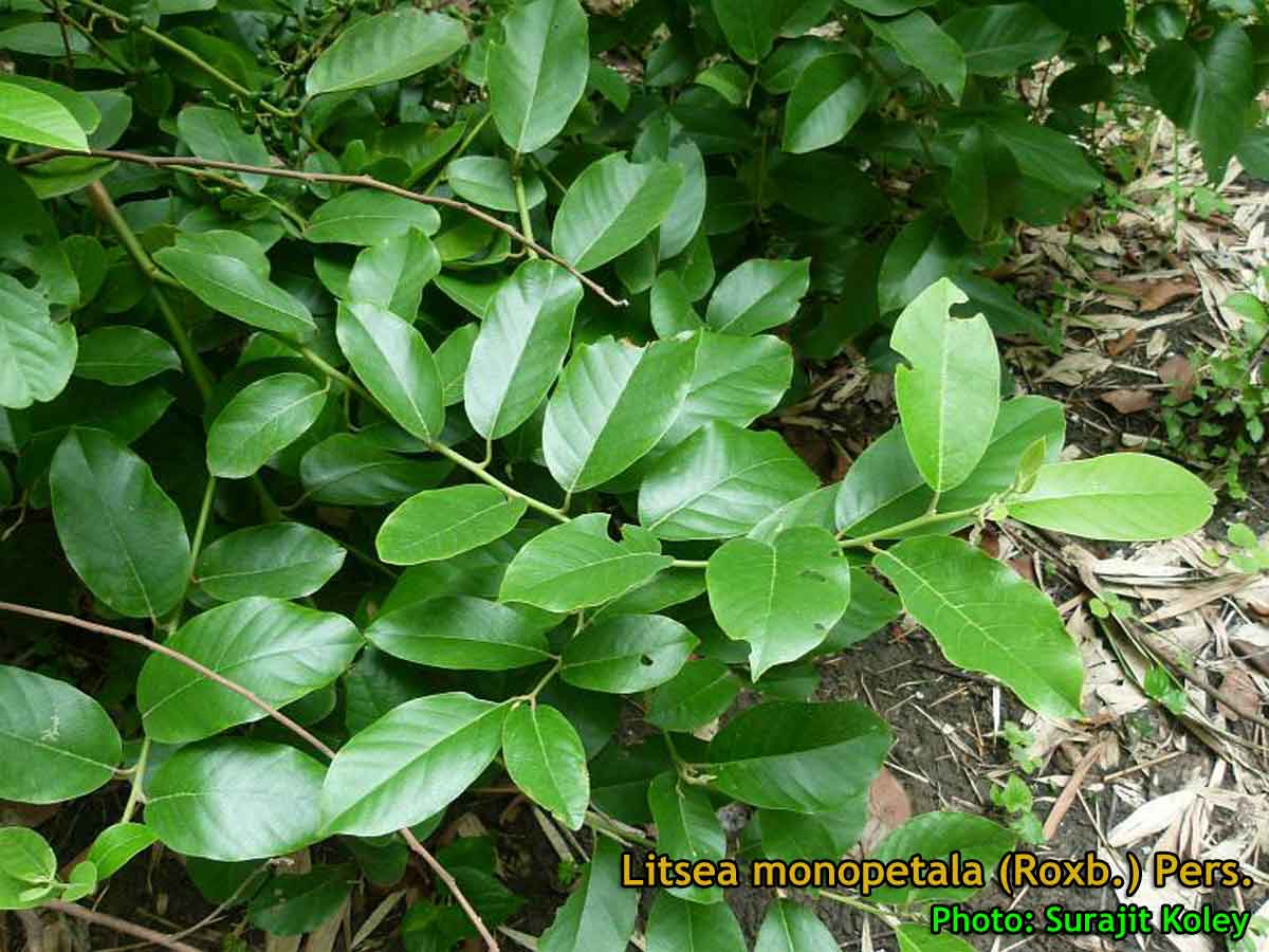 Medicinal Plants: Litsea monopetala, Meda, Maidaa-lakdi, Litsée à un ...