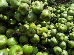 Wajib Tahu! Gambar Tanaman Enau yang Wajib Disimak! - Informasi Seputar ...