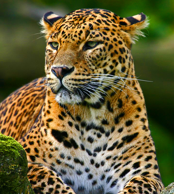 Sri Lankan Leopard | Beauteous Sri Lanka