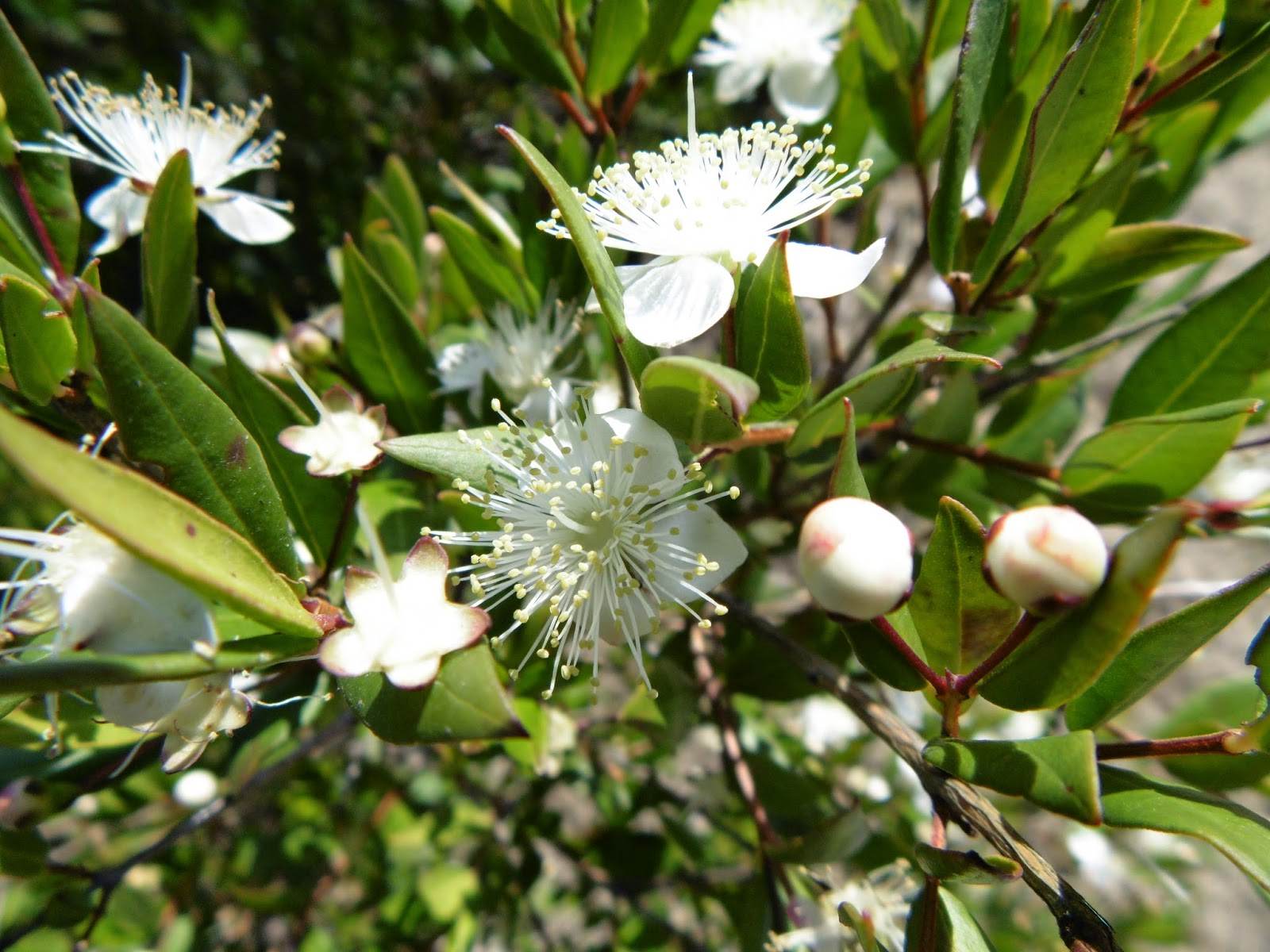 Jardim Autóctone: Murta (Myrtus communis)