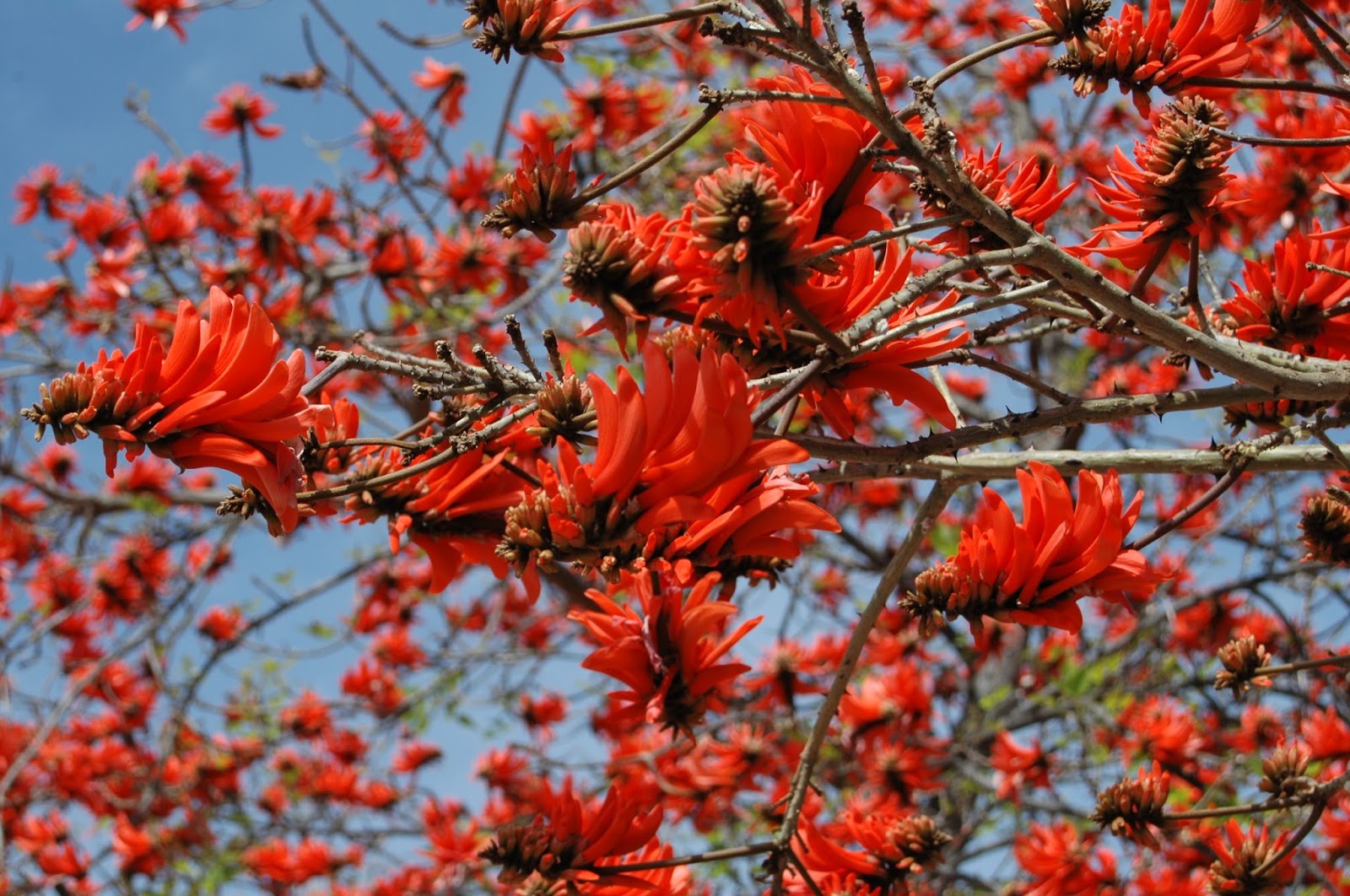 FLORACIONES EN MÁLAGA Y MÁS: Flores rojas