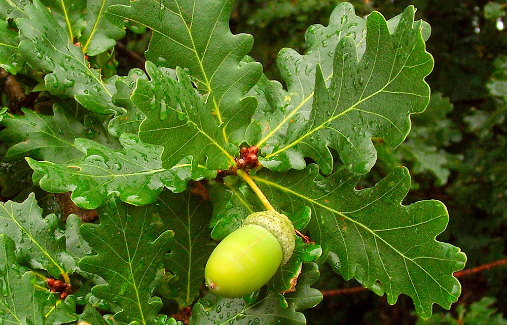 Hrast lužnjak « Ljekovito bilje i trave