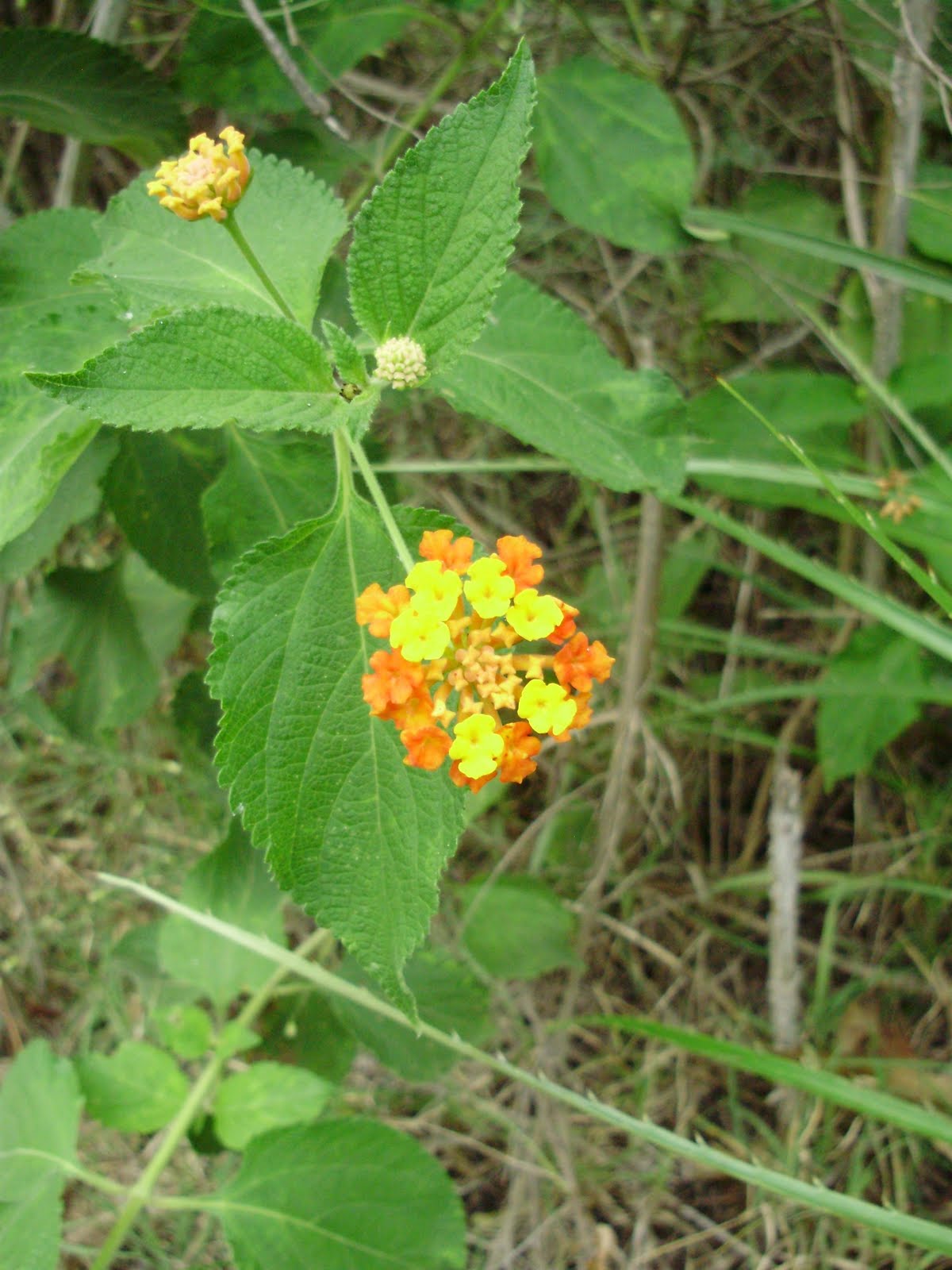QINTI WASI · PLANTAS NATIVAS DE ARGENTINA: Lantana camara