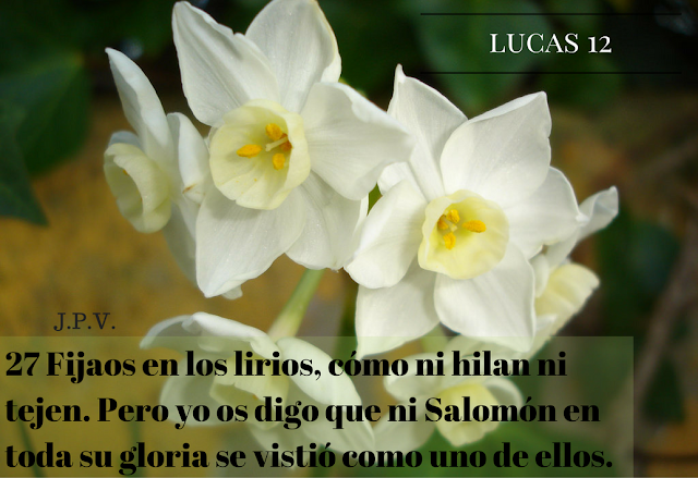 JESÚS PAN YVIDA: LUCAS 12