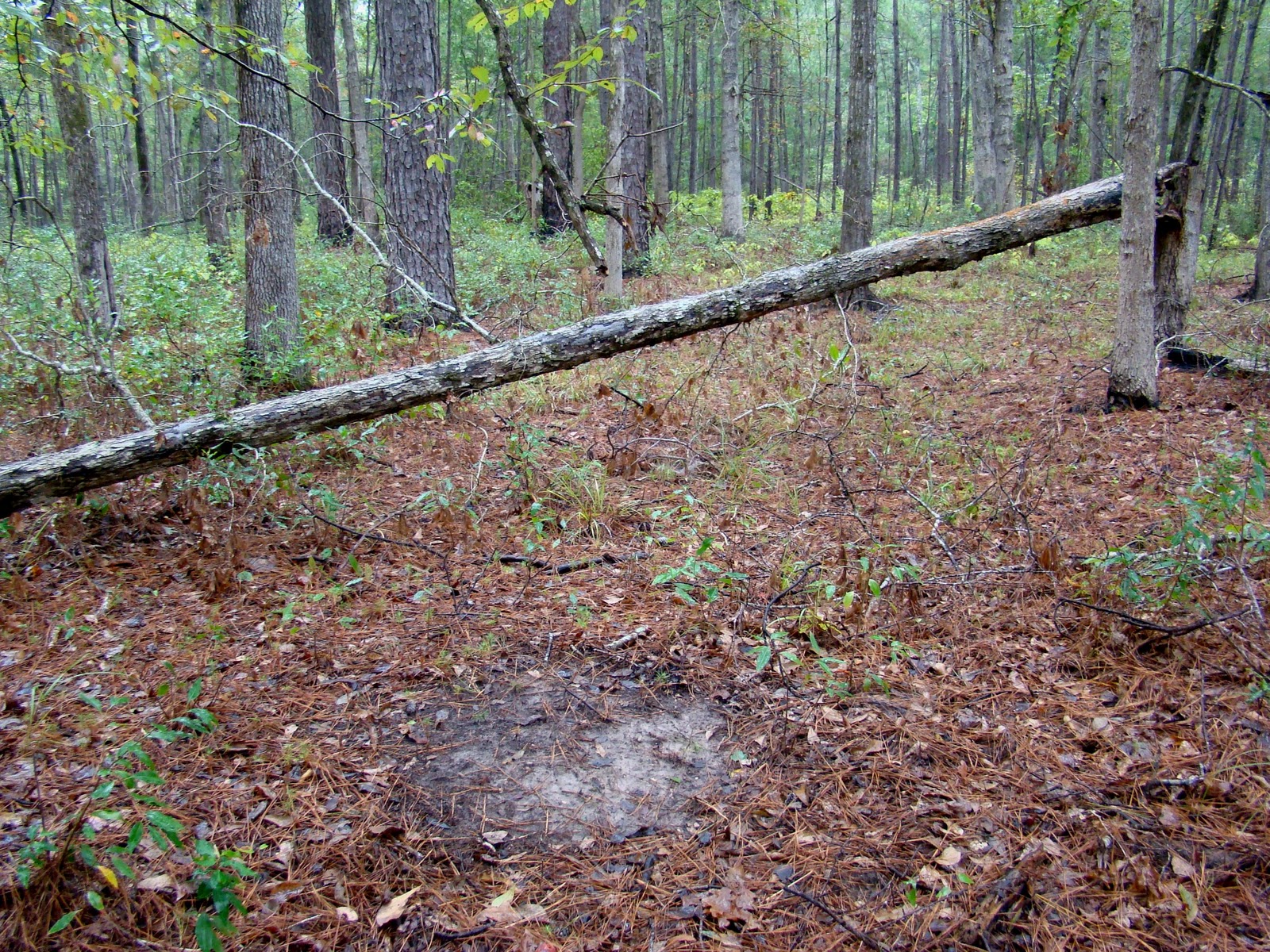 NationalForestHunter: Hunting the Sam Houston National Forest - 1998 ...