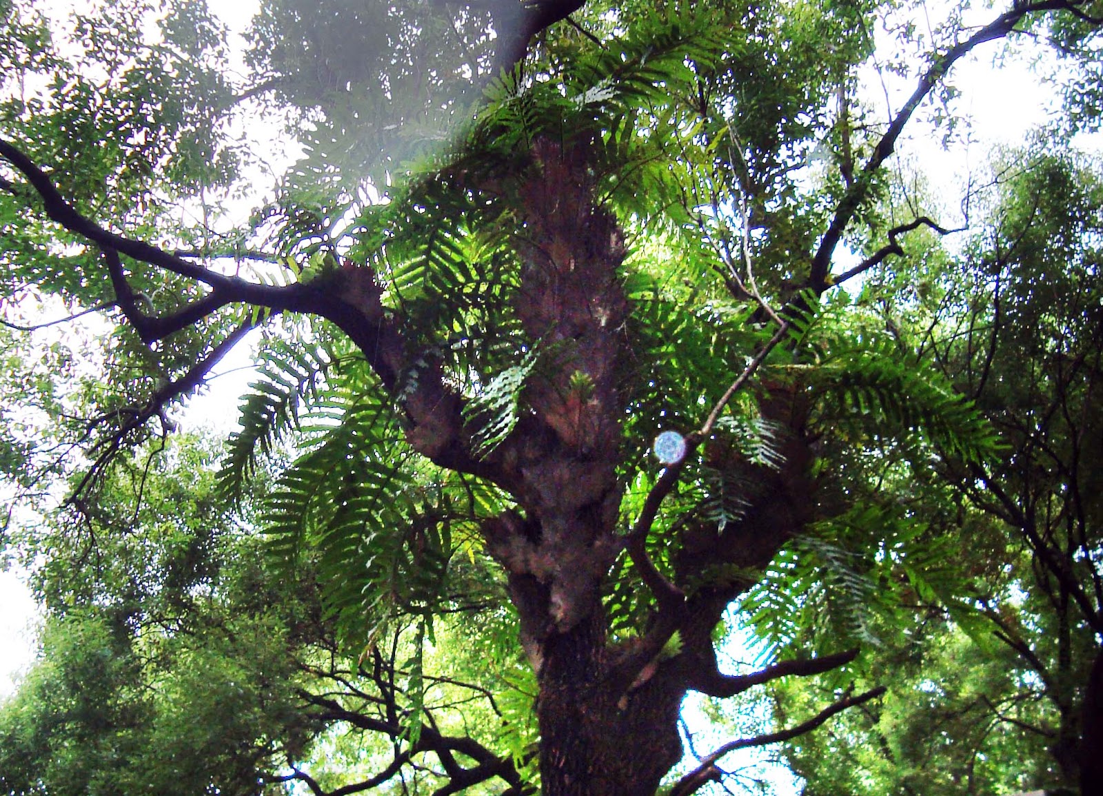 Naturalism - the Eighth Sense: Symbiosis of Drynaria Fern and Acacia ...