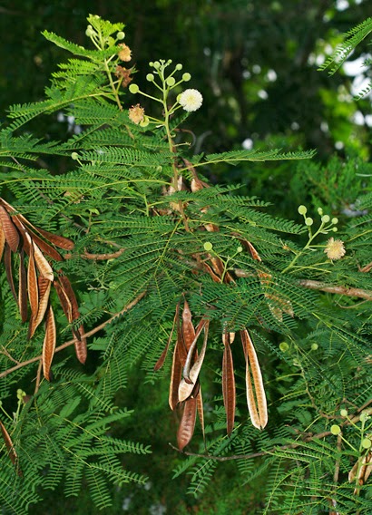 Membuat Tanaman: Pemulsaan Sebagai Suatu Perlakuan Budidaya Tanaman