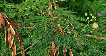 Membuat Tanaman: Pemulsaan Sebagai Suatu Perlakuan Budidaya Tanaman