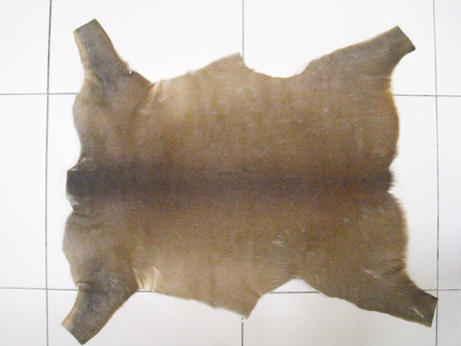 Taksidermi dan Pengawetan Kulit: Tanning atau Penyamakkan Kulit Haiwan