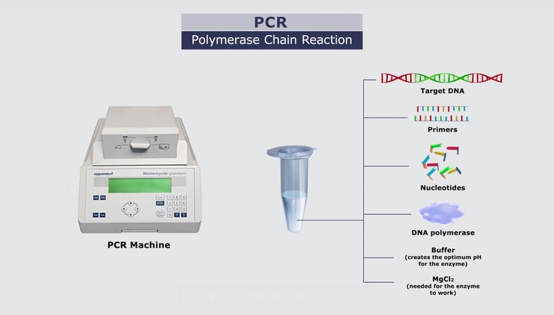 PRUEBA DE PCR EN HEPATITIS VIRAL ~ HEPATITIS VIRAL