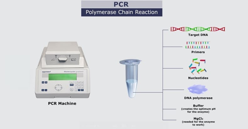 PRUEBA DE PCR EN HEPATITIS VIRAL ~ HEPATITIS VIRAL
