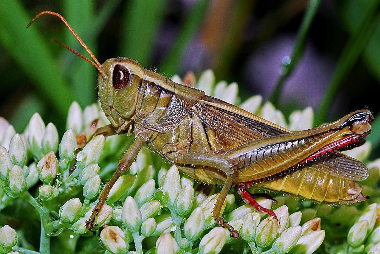 Grasshopper - HD Wallpapers