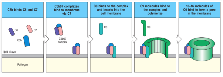Alarminas: Respuesta inmune innata, respuesta inmune adaptativa y ...