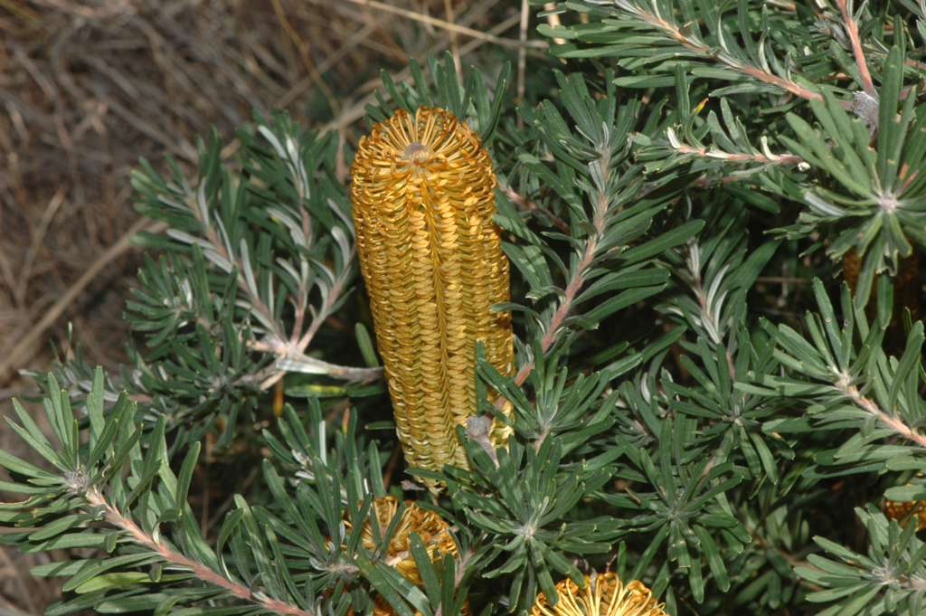 The Nature of Robertson: Nowra weekend with Canberra Native Plant people