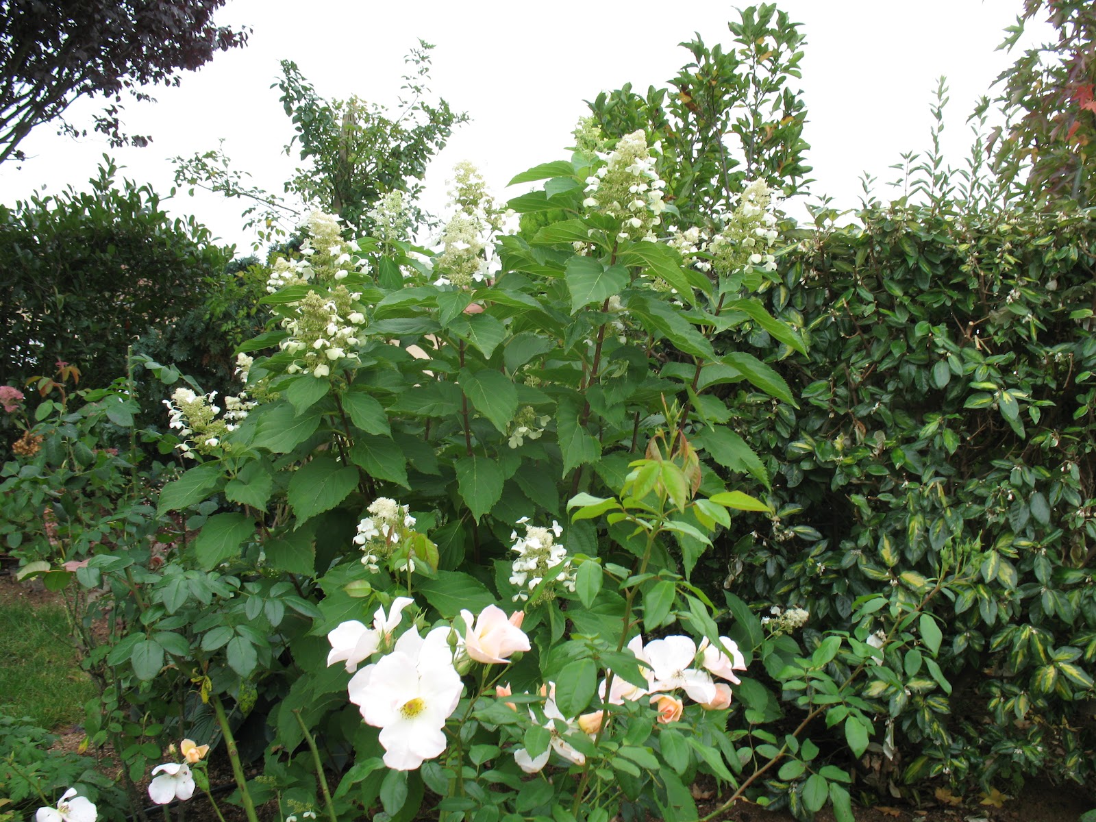 Roses du jardin Chêneland: Hydrangéa paniculata "Papillon"