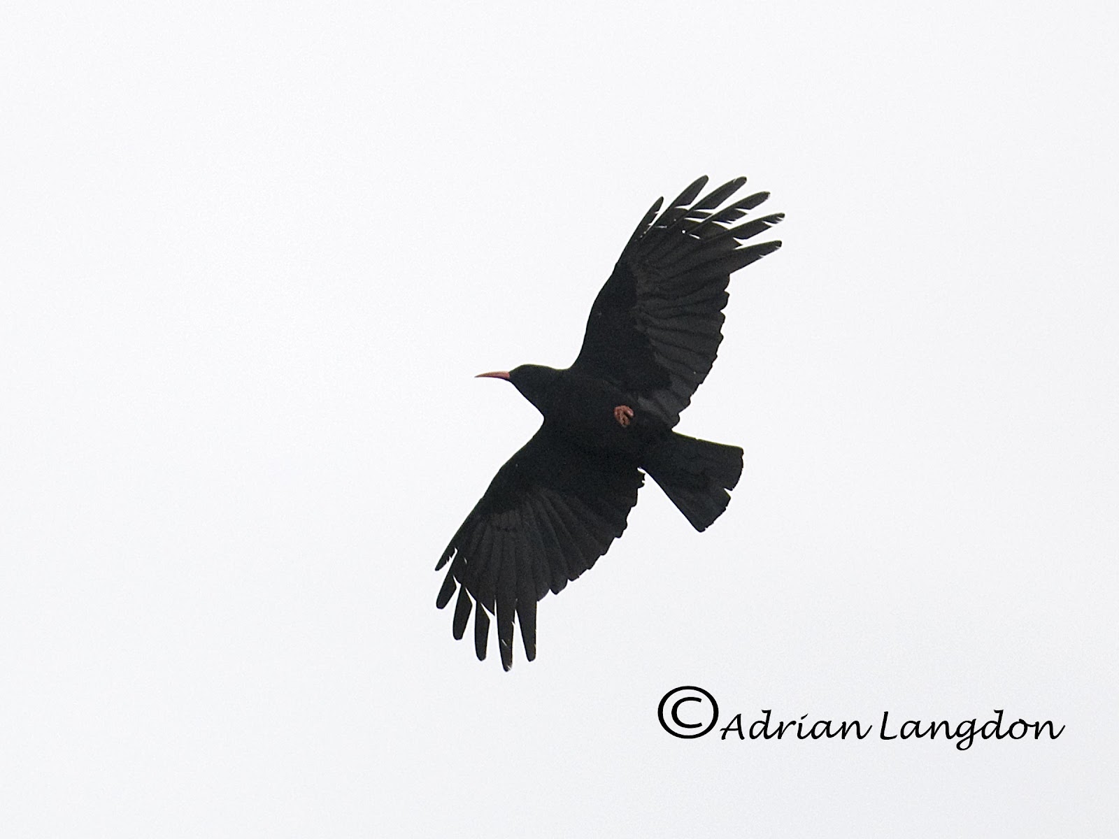 images-naturally!: Cornish Choughs