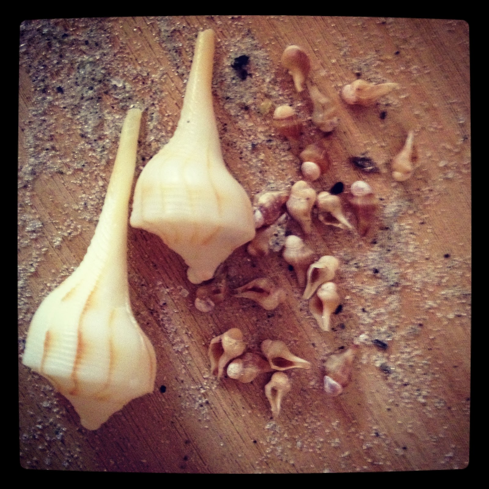 The Hunter and The Gatherer: Knobbed Whelk (Conch) Egg Case with baby ...