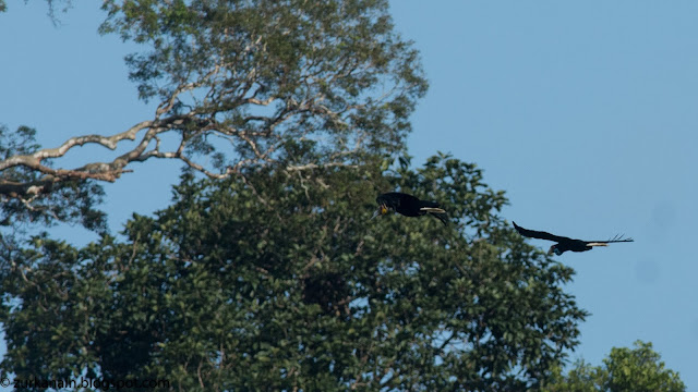 Zul Ya - Birds of Peninsular Malaysia: Burung Enggang di Semenanjung ...
