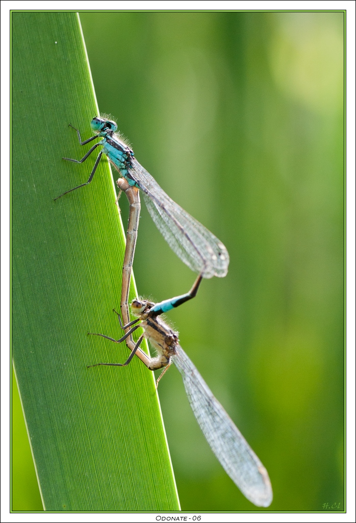 Un blog photo vu par Esprit de sel.: Odonates alias libellule.