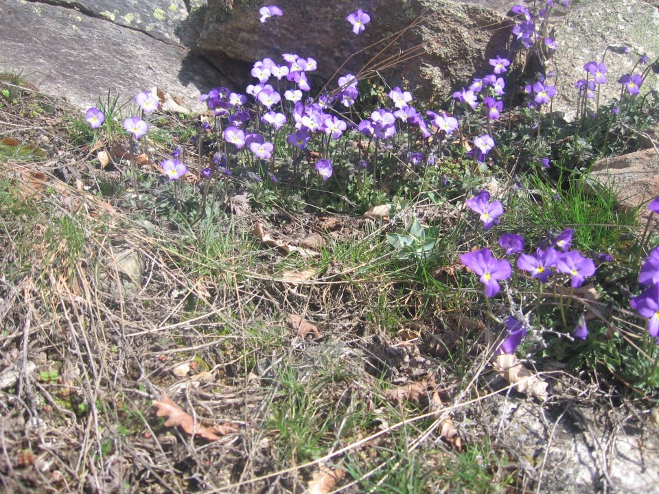 Темјанушка - Viola odorata - Билки Лековити и Народна Медицина