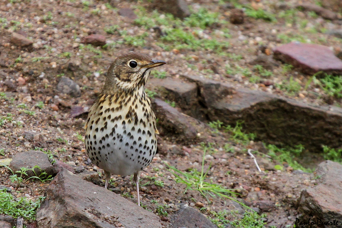 A arte de debicar: Tordo-comum ou Tordo-musical