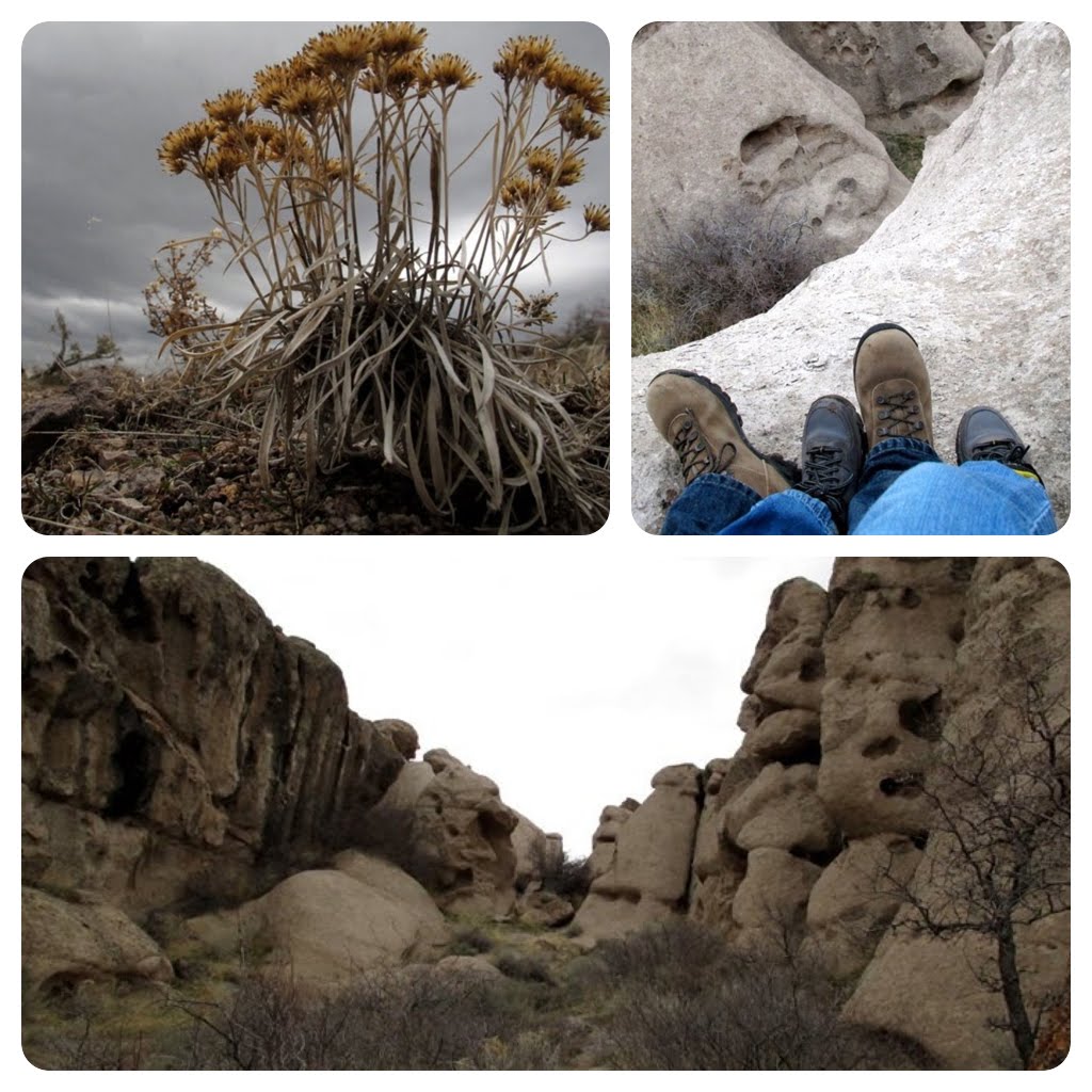 The Jane Day Reader: Honeycomb Rocks