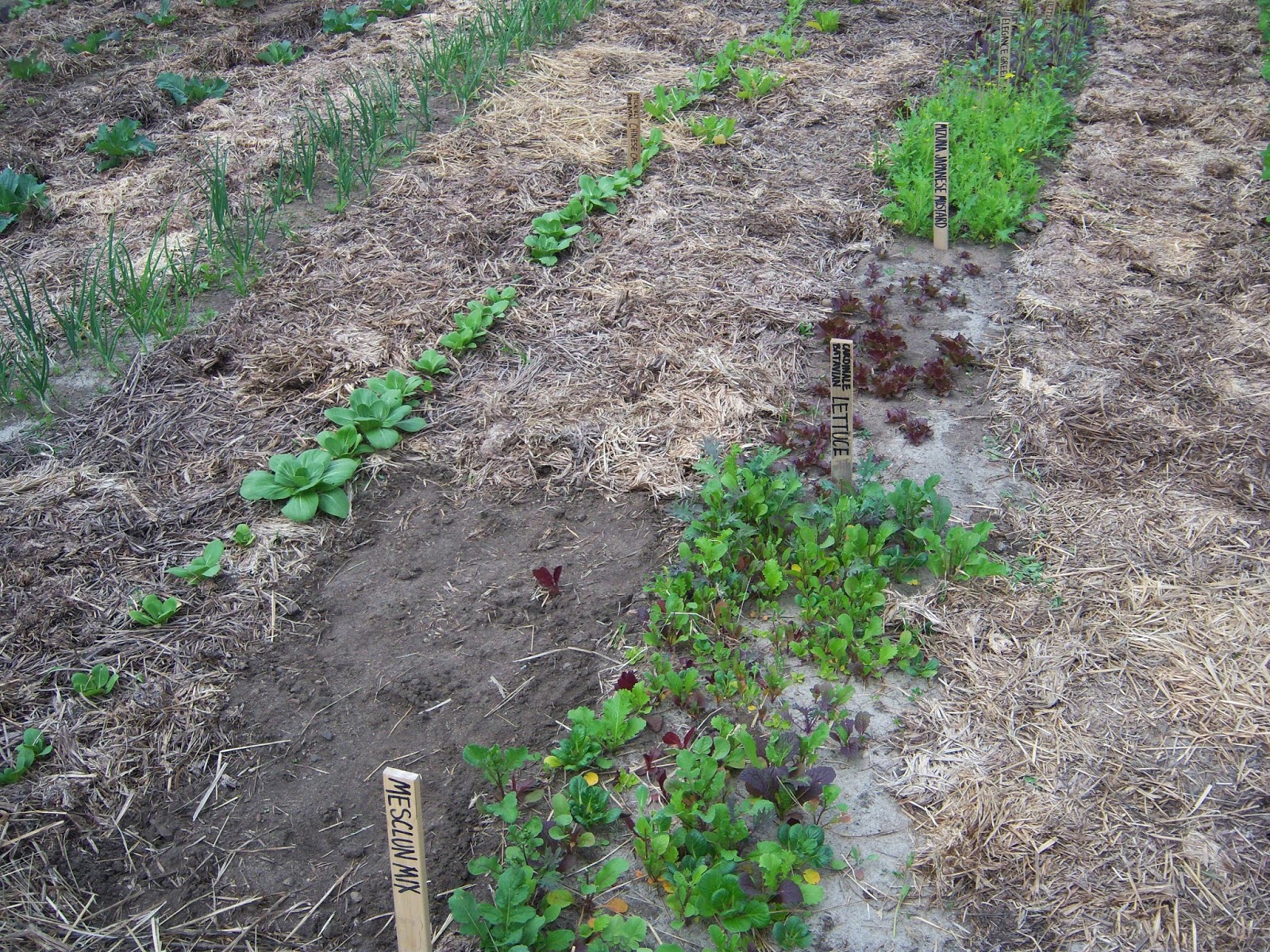 I am CuTRis: Oliver Kelley Farm