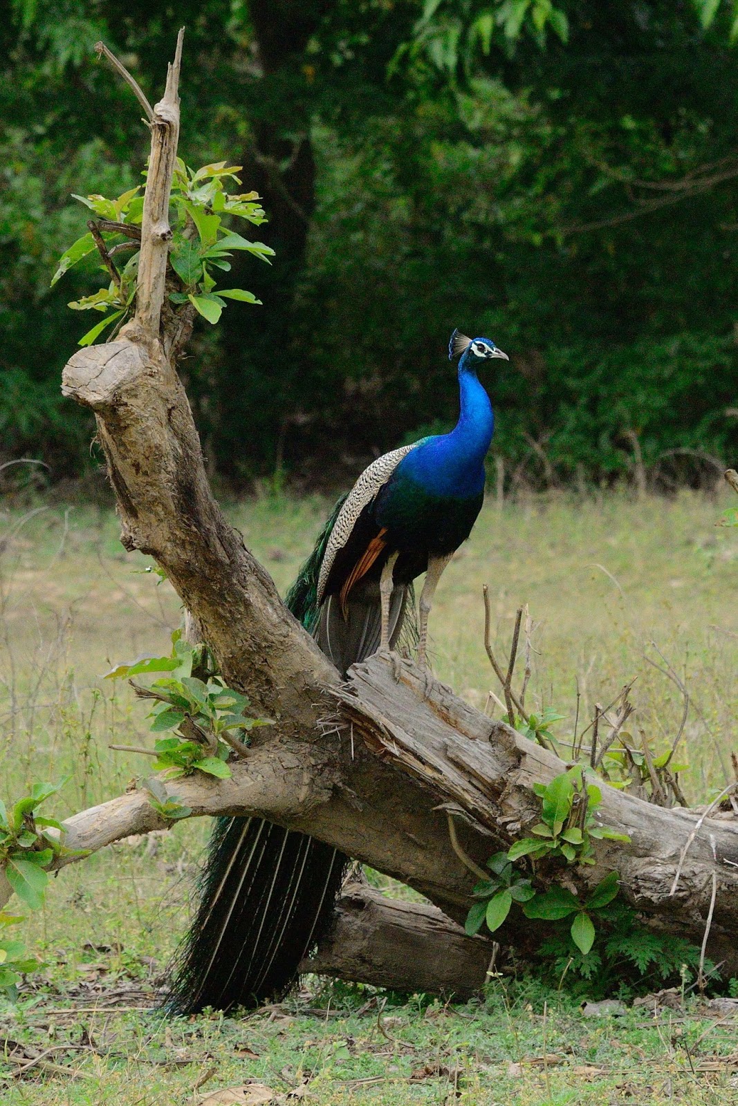 Birds of India: Peafowl - the national bird of India